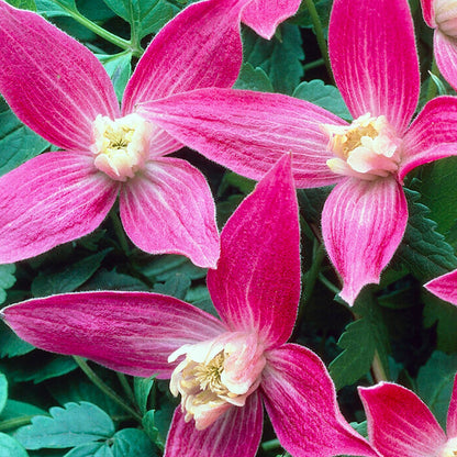 Clematis 'Ruby' | Clematis – Gardeners Dream