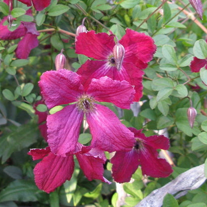 Clematis 'Rubra' | Clematis – Gardeners Dream