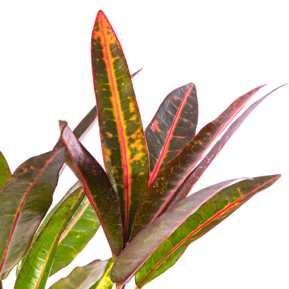 Baby Codiaeum 'Excurrens' | Croton – Gardeners Dream