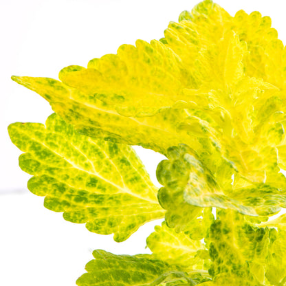 Baby Coleus 'Main Street River Walk' | Painted Nettle Plant – Gardeners ...