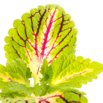 Baby 'Coleus Space Cake' | Painted Nettle Plant – Gardeners Dream