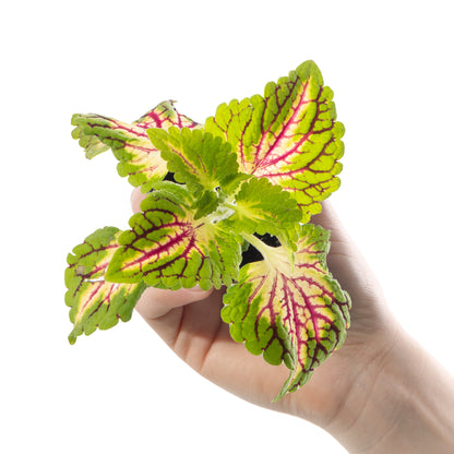 Baby 'Coleus Space Cake' | Painted Nettle Plant – Gardeners Dream