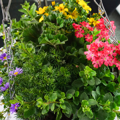 Mixed Hanging Basket Plants | Mixed Varieties – Gardeners Dream