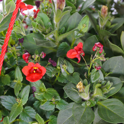 Hanging Basket - Red Shades | Outdoor Plant Baskets – Gardeners Dream