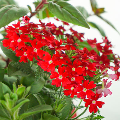 Hanging Basket - Red Shades | Outdoor Plant Baskets – Gardeners Dream