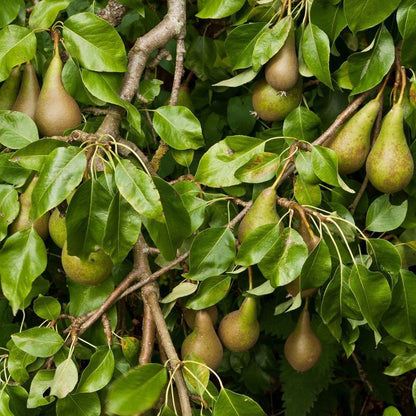 Pear 'Conference' Patio Tree | Pear Tree – Gardeners Dream