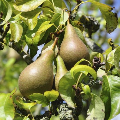 Pear 'Conference' Patio Tree | Pear Tree – Gardeners Dream