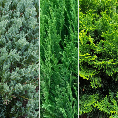 Evergreen Conifer Plant Mix | Mixed Varieties – Gardeners Dream