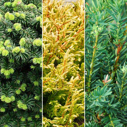 Evergreen Conifer Plant Mix | Mixed Varieties – Gardeners Dream