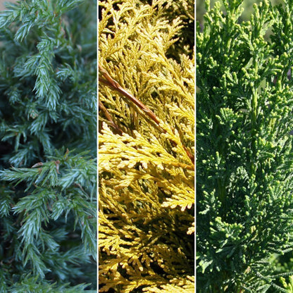 Evergreen Conifer Plant Mix | Mixed Varieties – Gardeners Dream