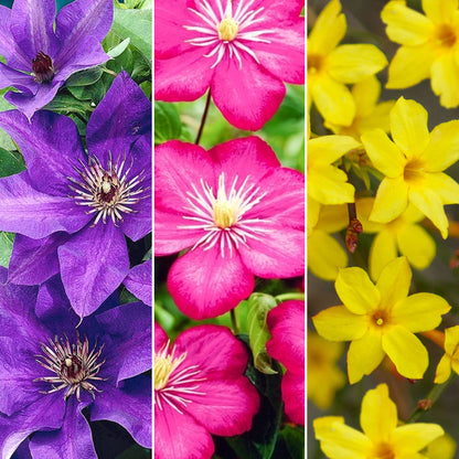 Climbing Plant Mix | Mixed Varieties – Gardeners Dream