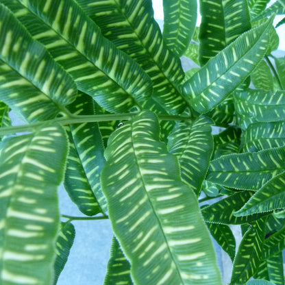 Coniogramme 'Golden Zebra' | Striped Bamboo Fern – Gardeners Dream