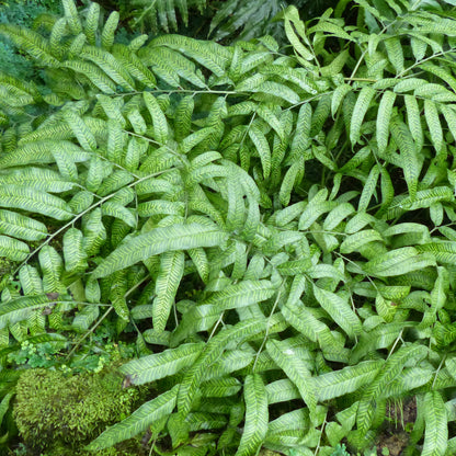 Coniogramme 'Golden Zebra' | Striped Bamboo Fern – Gardeners Dream