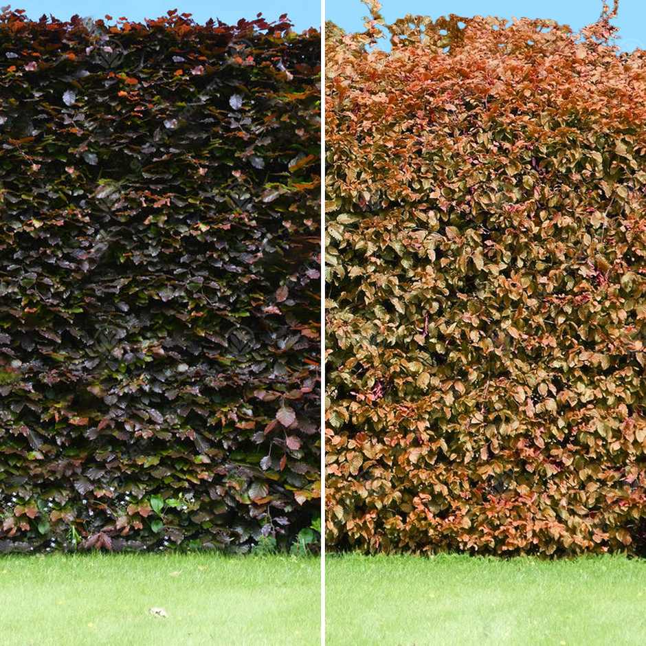 Colourful Hedging | Colourful Hedges | Gardeners Dream