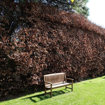 Copper Beech Bare Root Hedge | Purple Beech – Gardeners Dream