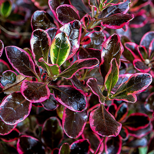 Coprosma 'Eclipse' | Looking Glass Plant – Gardeners Dream