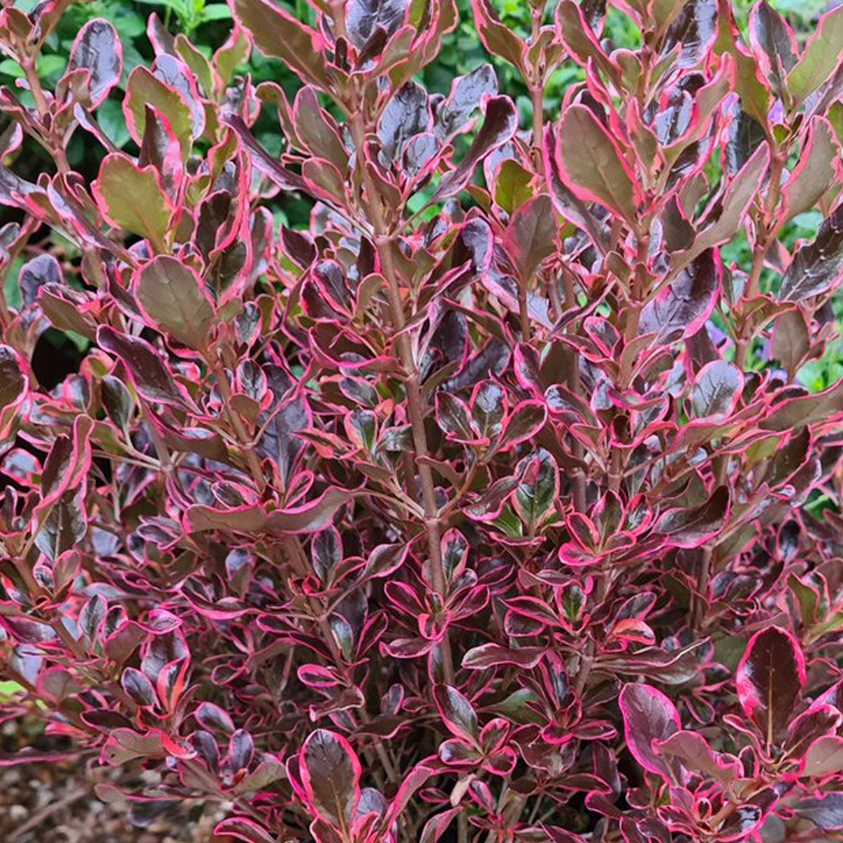 Coprosma 'Eclipse' | Looking Glass Plant – Gardeners Dream