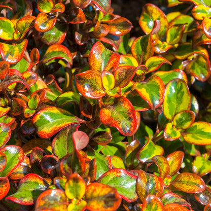 Coprosma 'Inferno' | Looking Glass Plant – Gardeners Dream