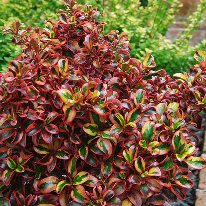 Coprosma 'Inferno' | Looking Glass Plant – Gardeners Dream