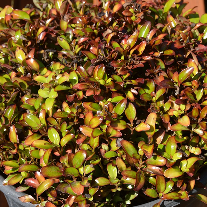 Coprosma 'Pina Colada' | Looking Glass Plant – Gardeners Dream