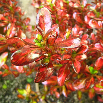 Coprosma 'Evening Glow' | Looking Glass Plant – Gardeners Dream