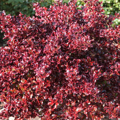 Coprosma 'Fireburst' | Looking Glass Plant – Gardeners Dream