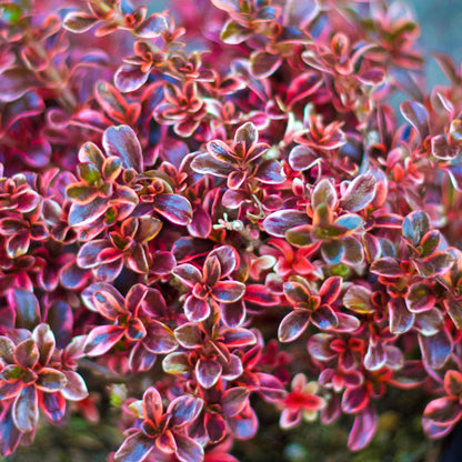 Coprosma 'Fireburst' | Looking Glass Plant – Gardeners Dream