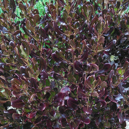 Coprosma 'Pacific Night' | Looking Glass Plant – Gardeners Dream