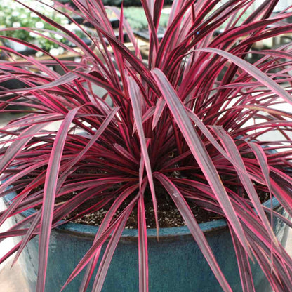 Cordyline 'Festival Raspberry' | Cabbage Palm – Gardeners Dream