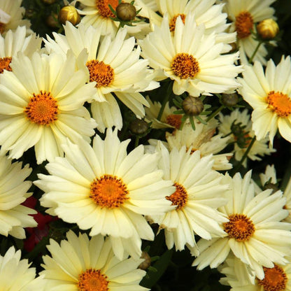 Coreopsis 'UpTick Cream' | Tickseed – Gardeners Dream