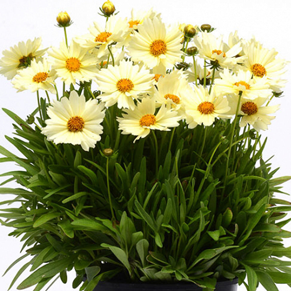 Coreopsis 'UpTick Cream' | Tickseed – Gardeners Dream
