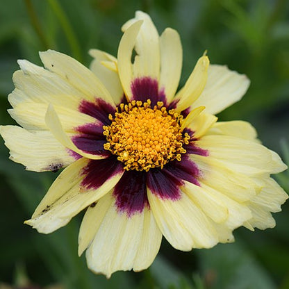 Coreopsis 'UpTick Cream and Red' | Tickseed – Gardeners Dream