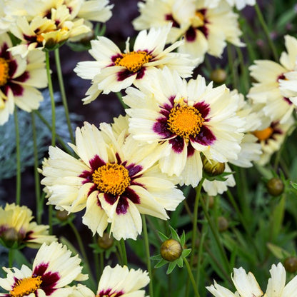 Coreopsis 'UpTick Cream and Red' | Tickseed – Gardeners Dream