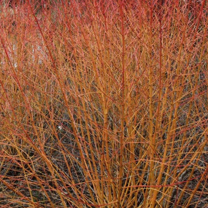 Cornus 'Midwinter Fire' | Dogwood – Gardeners Dream