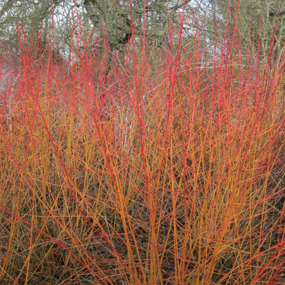 Cornus 'Midwinter Fire' | Dogwood – Gardeners Dream