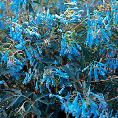 Corydalis 'Porcelain Blue' | Fumewort – Gardeners Dream