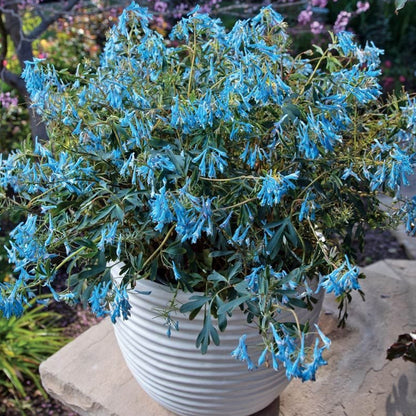 Corydalis 'Porcelain Blue' | Fumewort – Gardeners Dream