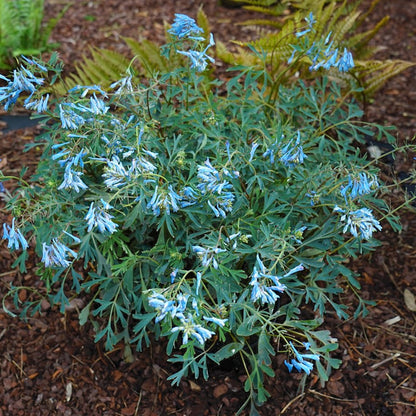 Corydalis 'Porcelain Blue' | Fumewort – Gardeners Dream