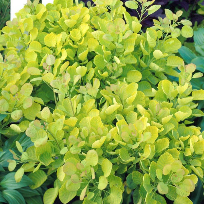 Cotinus 'Golden Spirit' | Smoke Bush – Gardeners Dream