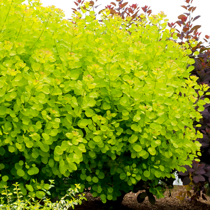Cotinus 'Golden Spirit' | Smoke Bush – Gardeners Dream