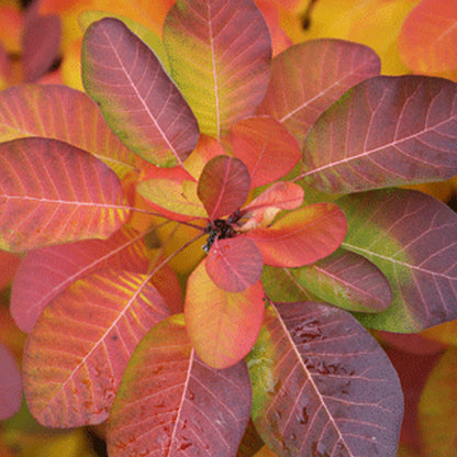 Cotinus 'Ruby Glow' | Smoke Bush – Gardeners Dream