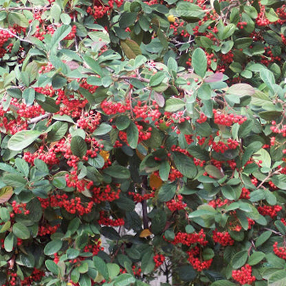 Cotoneaster 'Cornubia' | Waterer's Cotoneaster Tree – Gardeners Dream