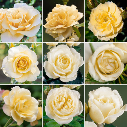 Cream Rose | Rose – Gardeners Dream