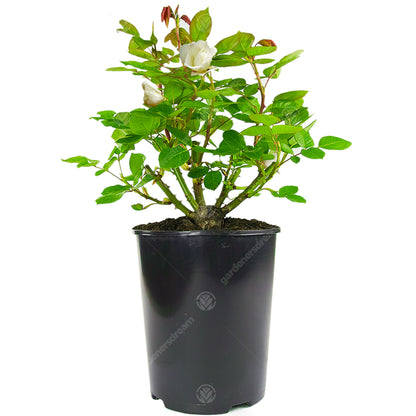 Cream Rose | Rose – Gardeners Dream