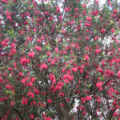 Crinodendron 'Ada Hoffmann' | Chilean Lantern Tree – Gardeners Dream