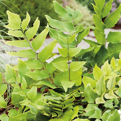 Cyrtomium 'Clivicola' | Holly Fern – Gardeners Dream