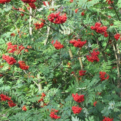 Mountain Ash Rowan Bare Root Hedge | Rowan – Gardeners Dream