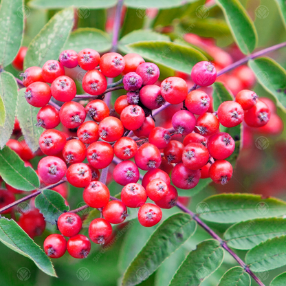 Sorbus 'Cardinal Royal' | Mountain Ash Tree – Gardeners Dream