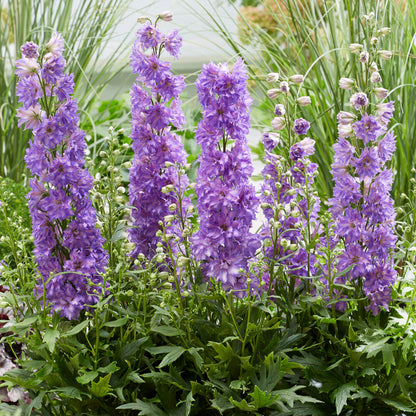 Delphinium 'Delgenius Breezin' | Larkspur – Gardeners Dream