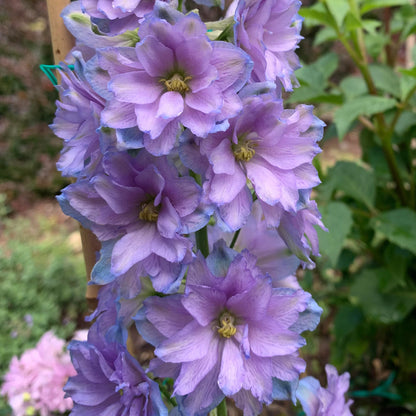Delphinium 'Delgenius Shelby' | Larkspur – Gardeners Dream